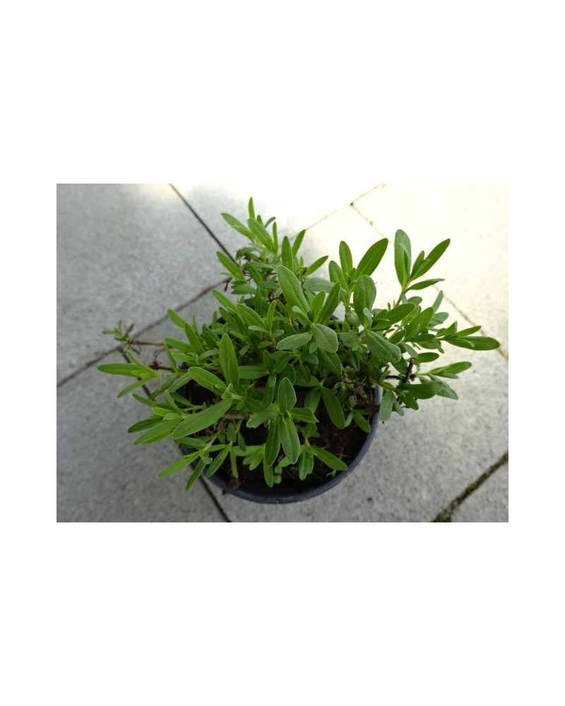 Ysop, Hyssopus officinalis Pflanze