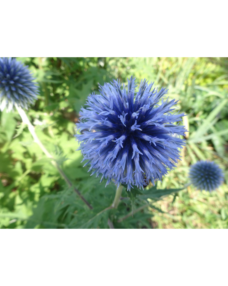 Kugeldistel, Echinops ritro Pflanze