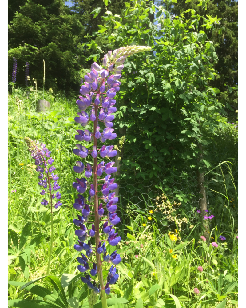 Lupinen, Lupinus Hybriden 'Kastellan' Pflanze