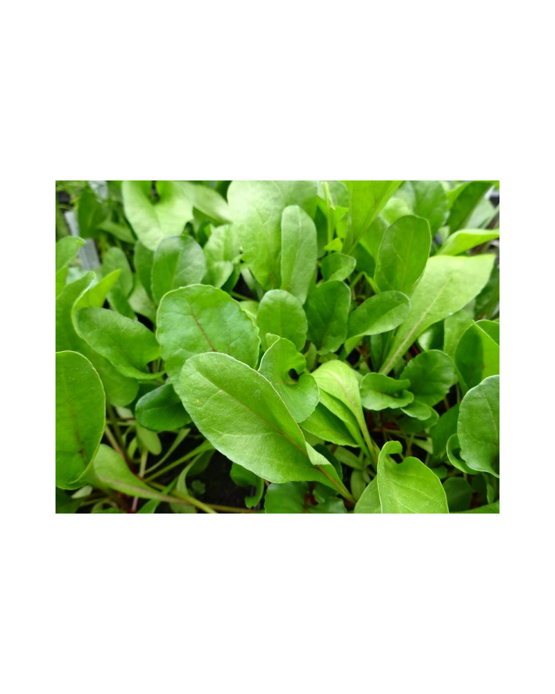 Randen Chioggia Setzlinge