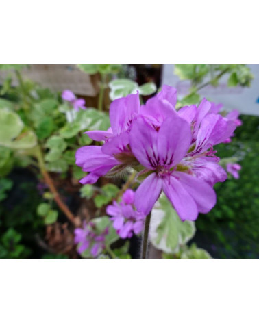 Duftgeranie Atomic Snowflake, Pelargonium Atomic Snowflake Pflanze
