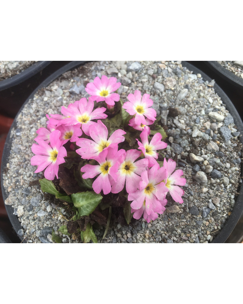 Primula clarkei, Zwerg-Primel Pflanze
