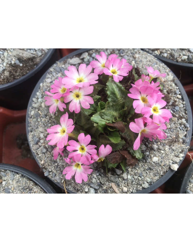 Primula clarkei, Zwerg-Primel Pflanze