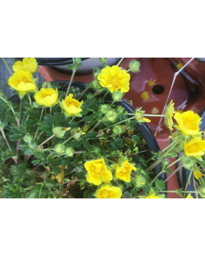 Potentilla rigoi, Niederliegendes Fingerkraut Pflanze