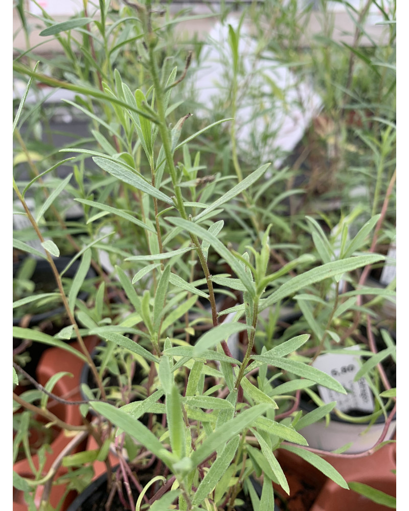 Estragon, Artemisia dracunculus Pflanze