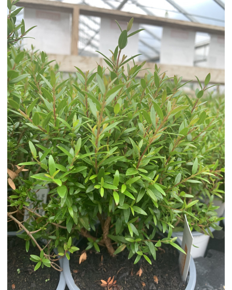 Myrthe, Brautmyrthe, Myrthus communis Pflanze