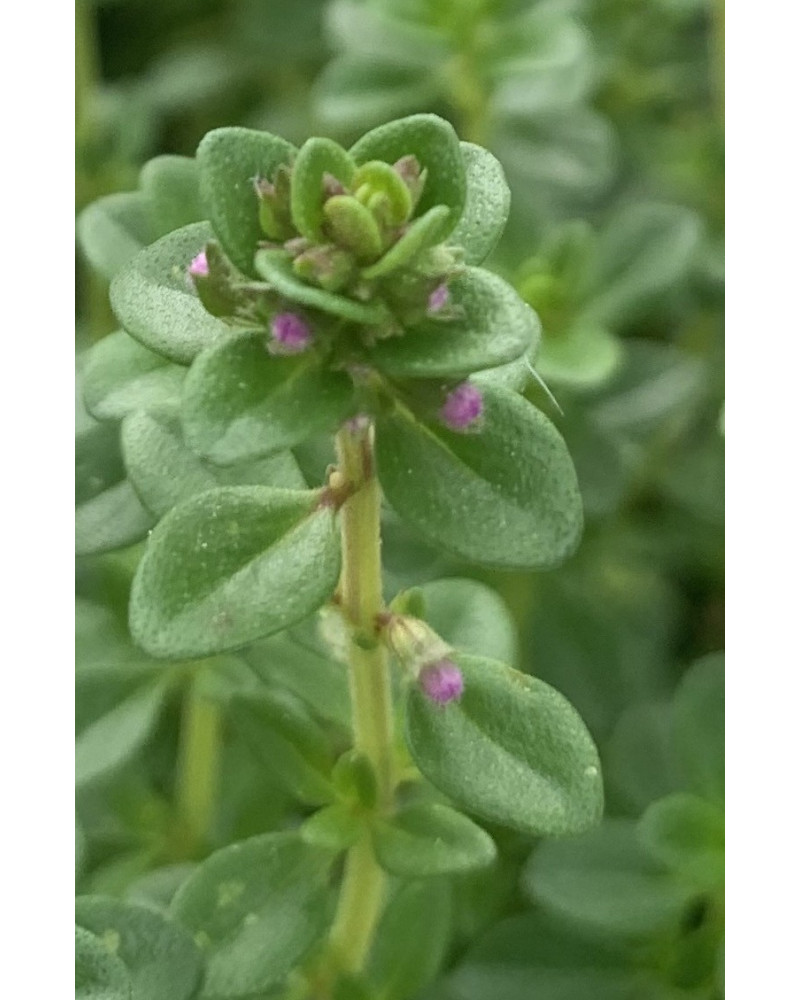 Orangenthymian, Thymus fragrantissimus Pflanze