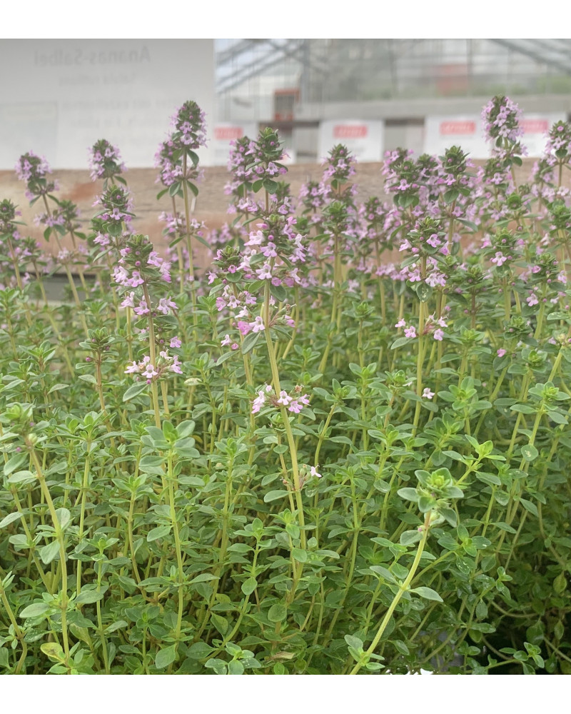 Orangenthymian, Thymus fragrantissimus Pflanze