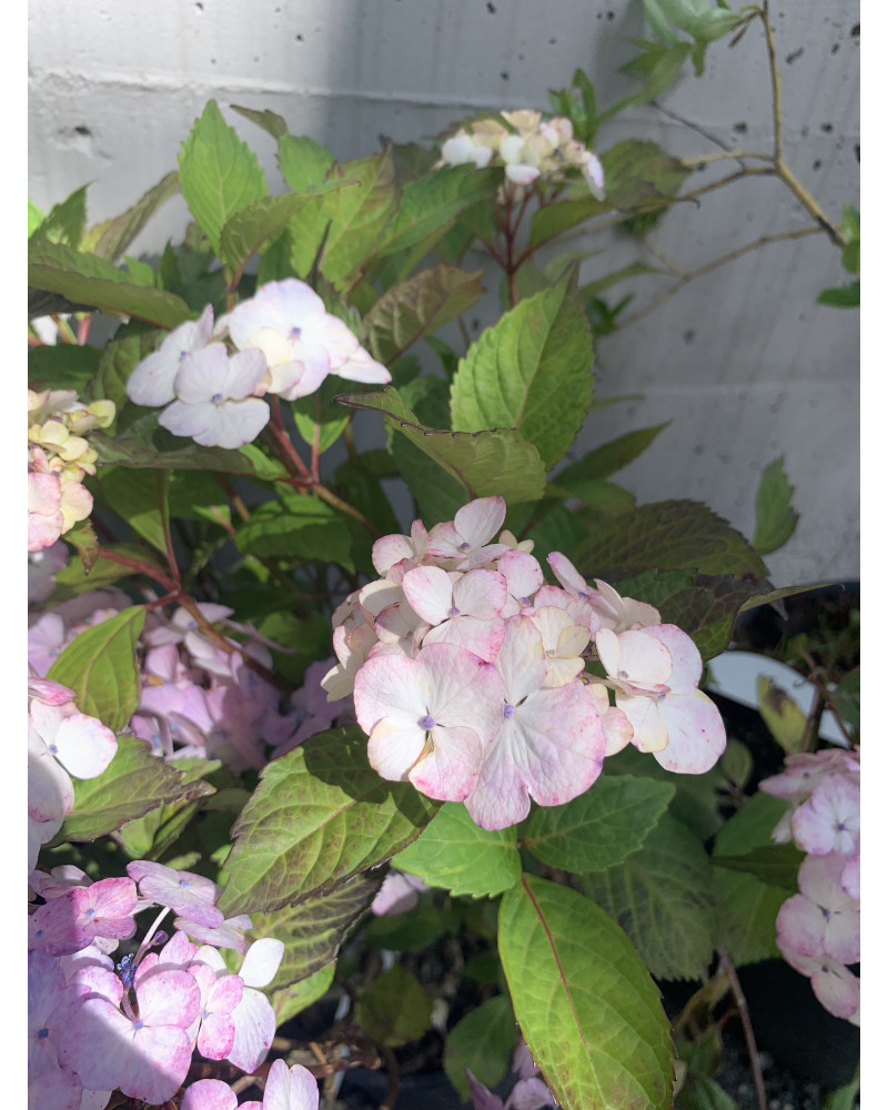 Gesägte Hortensie, Hydrangea serrata Preziosa Pflanze