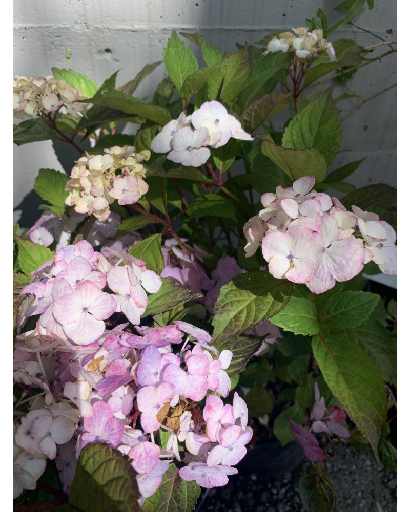 Gesägte Hortensie, Hydrangea serrata Preziosa Pflanze