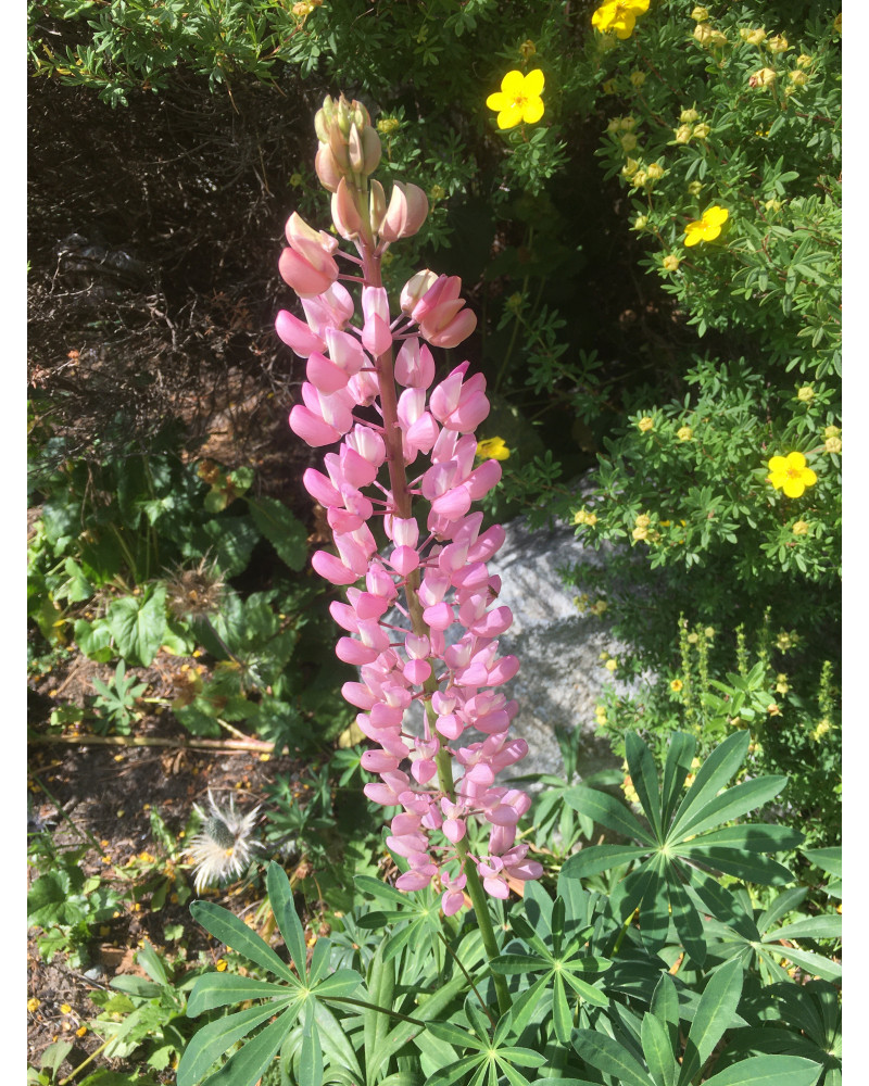 Lupinen, Lupinus Hybriden 'Schlossfrau' Pflanze