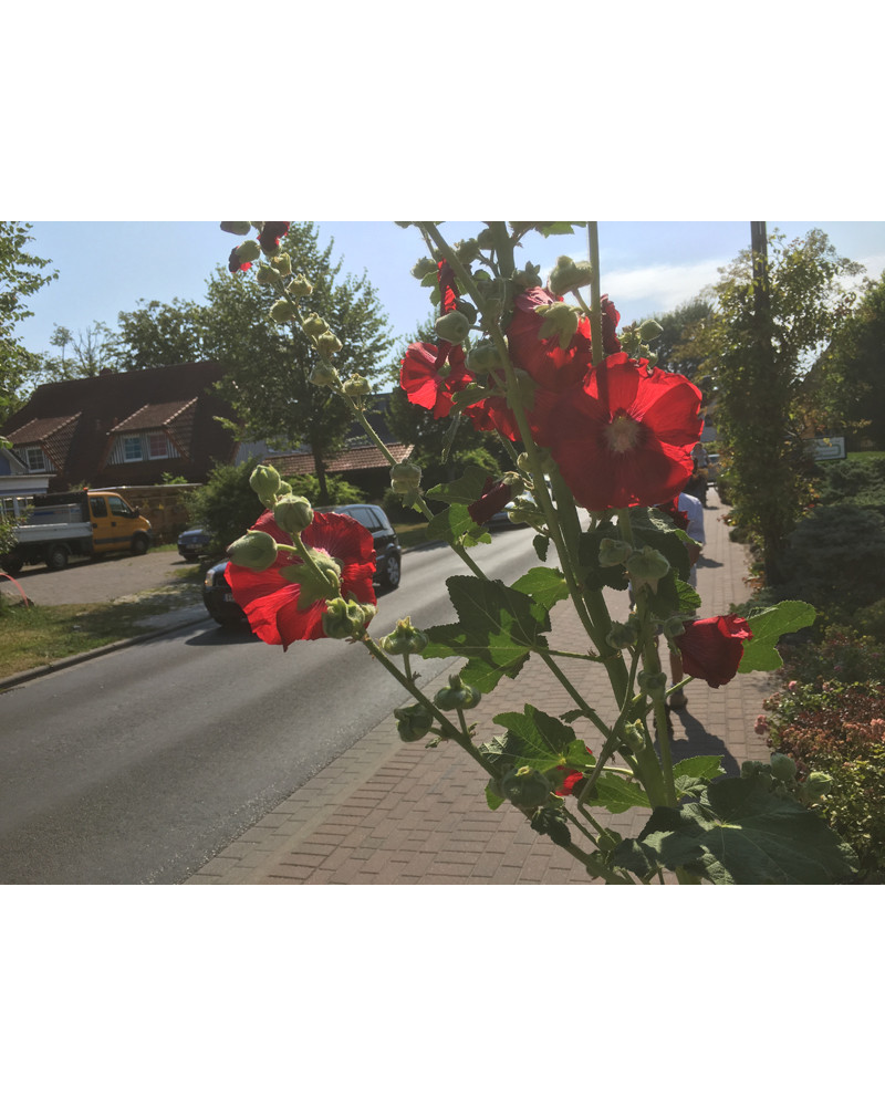 Stockrose, Malve, Alcea rosea Simplex gemischt Pflanze