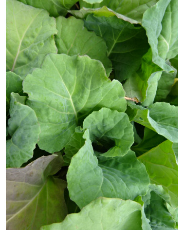 Kohl Wirz (Wirsing) Setzlinge