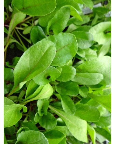 Randen Chioggia Setzlinge