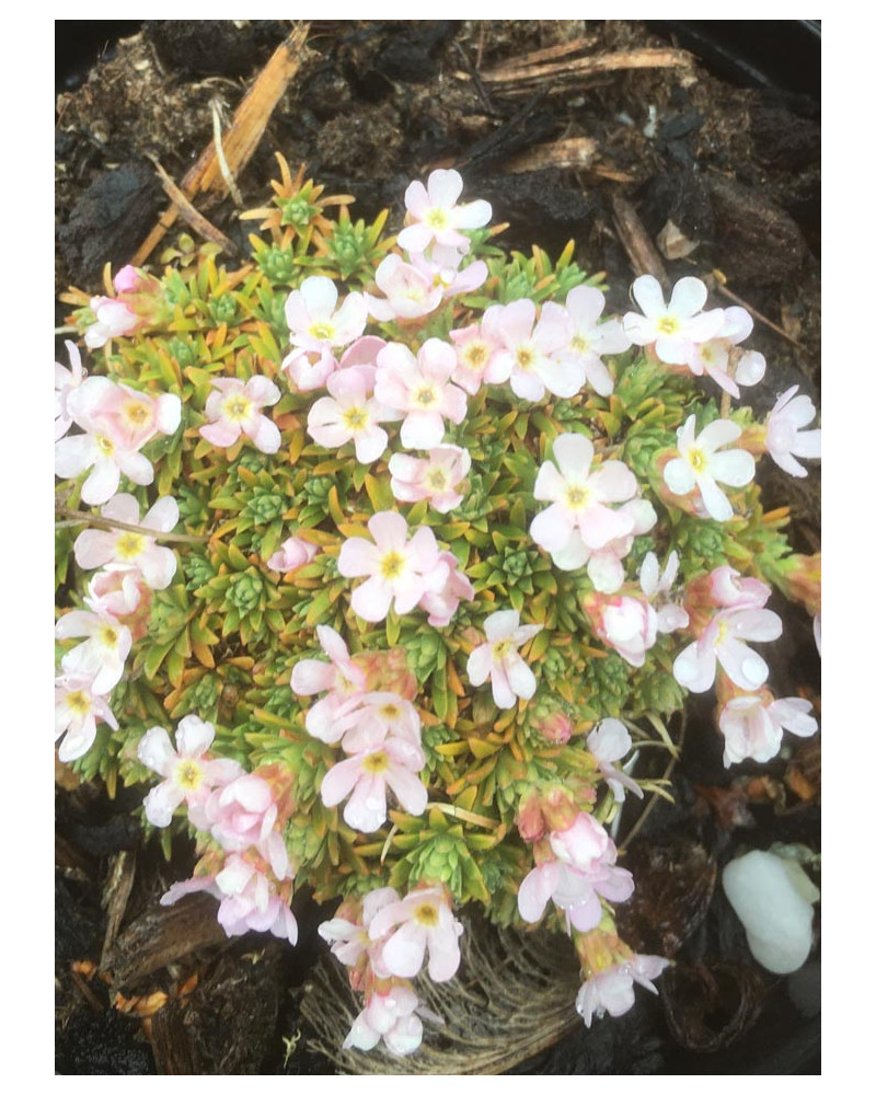 Alpines Mannsschild, Androsace carnea x pyrenaica Pflanze