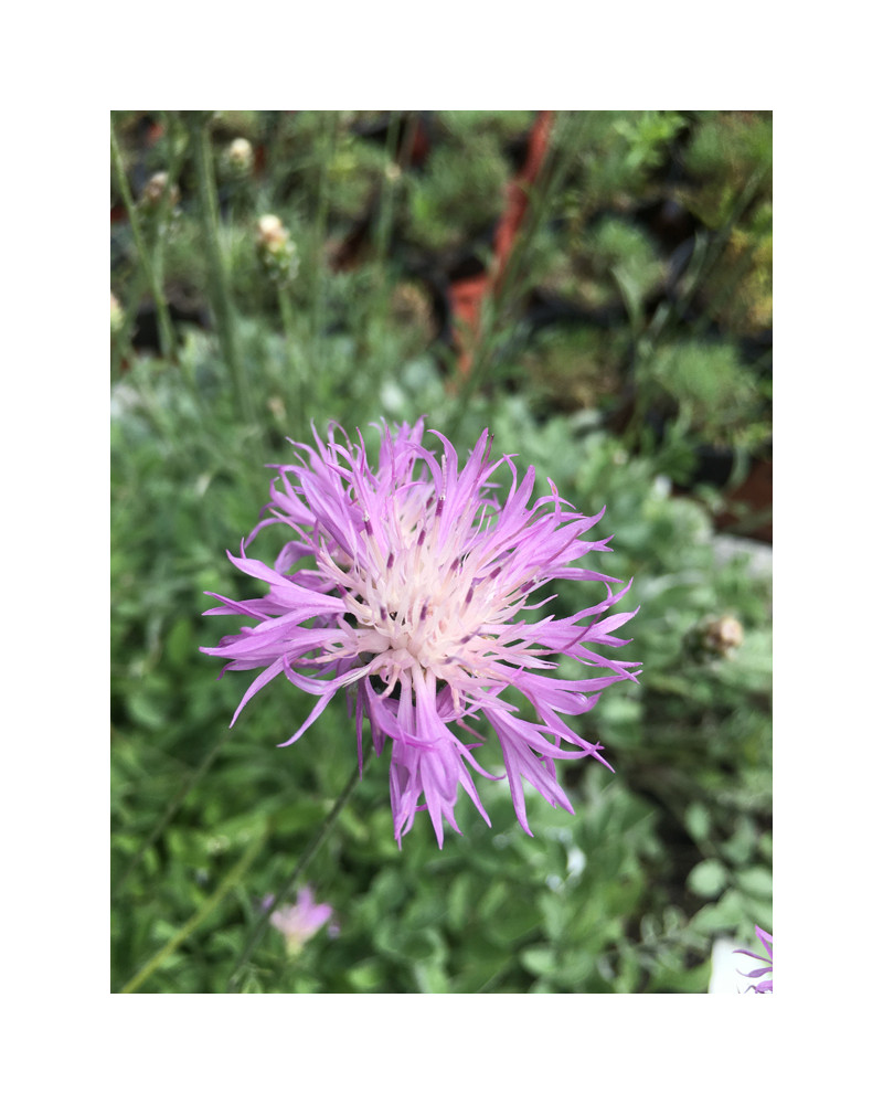 Schöne Zwerg-Flockenblume, Centaurea bella Pflanze
