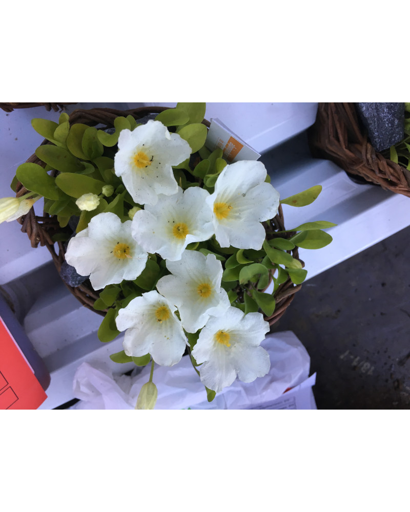 Kriechender Weissbecher, Nierembergia rivularis Pflanze