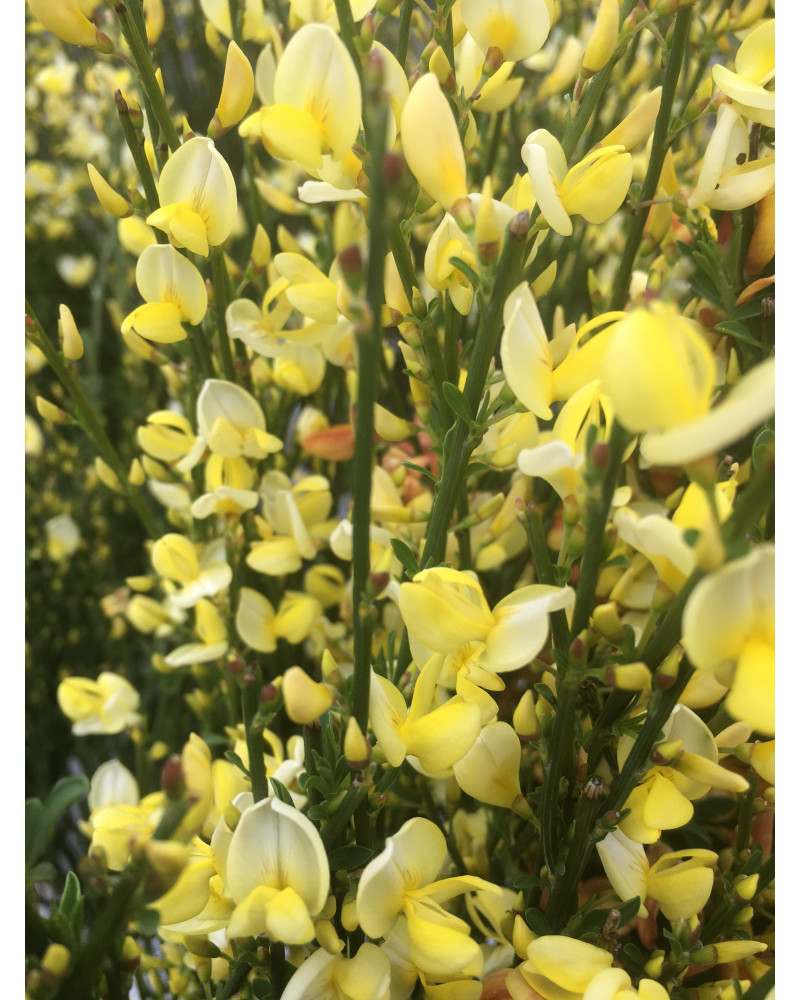 Gelber Ginster, Cytisus x praecox Allgold gelb Pflanze