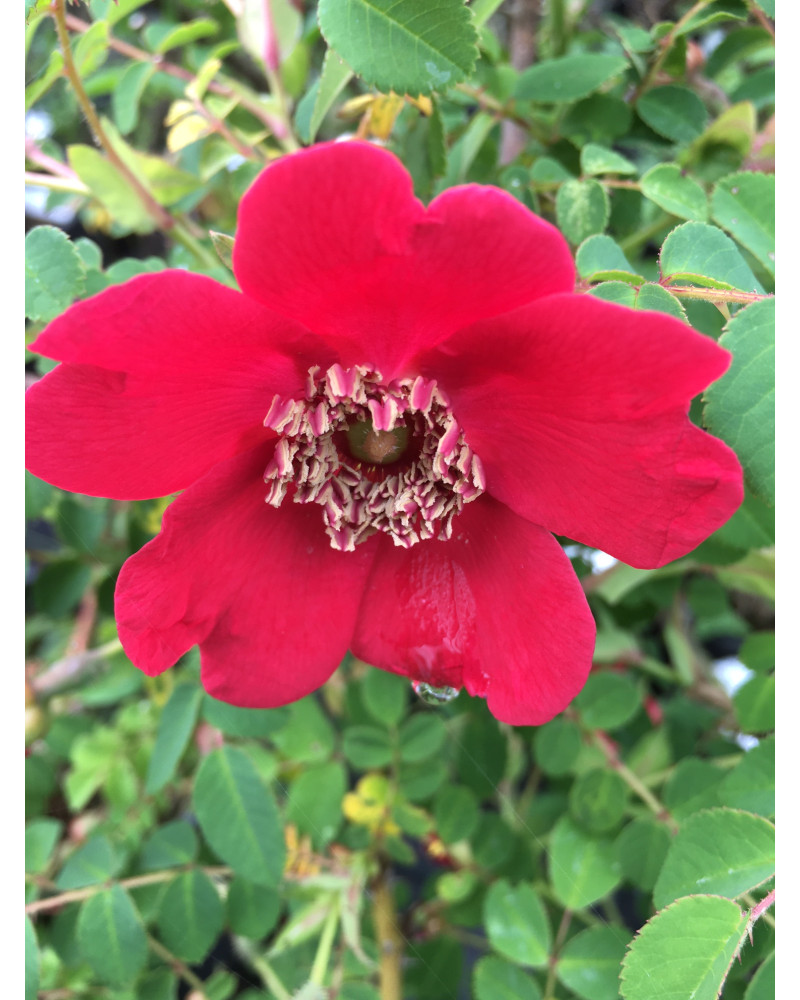 Mandarin-Rose, Rosa moyesii Parkzauber Pflanze