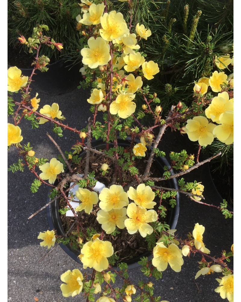 Rosa hugonis - Chinesische Goldrose Pflanze