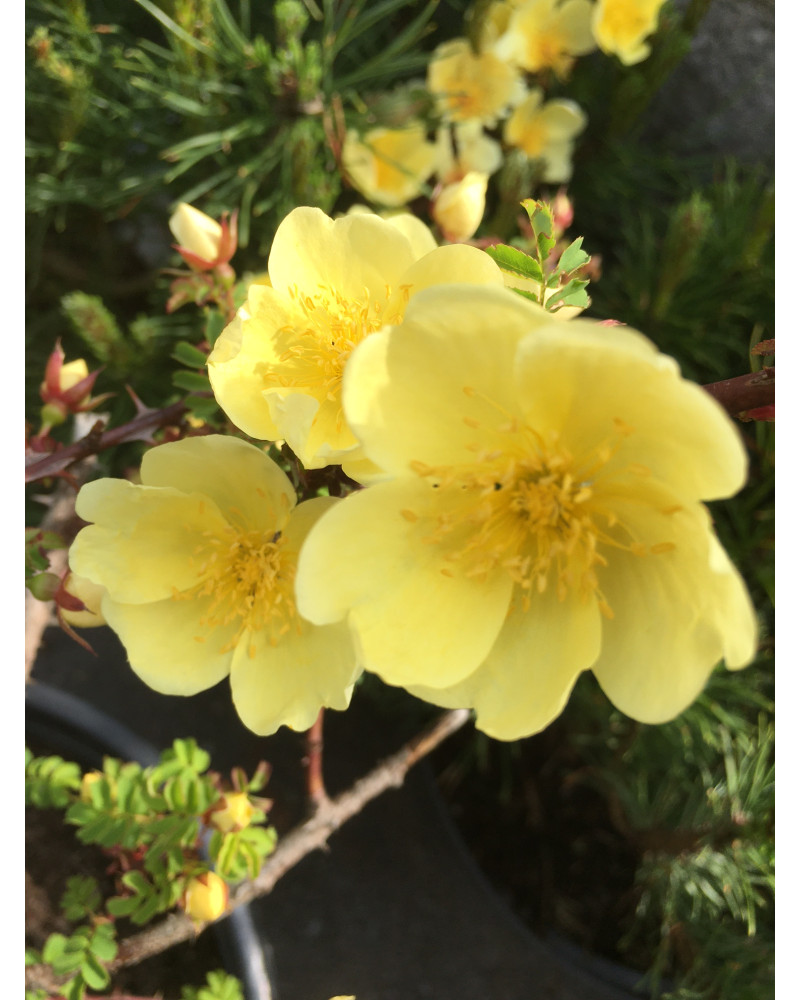 Rosa hugonis - Chinesische Goldrose Pflanze