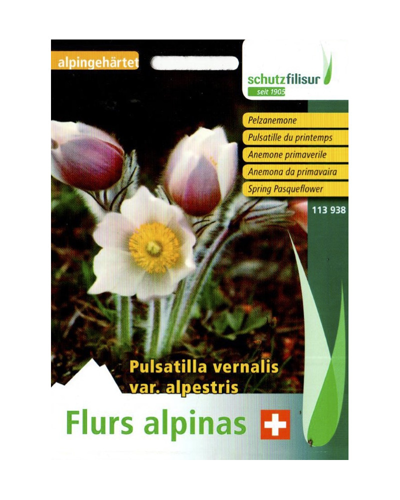 Frühlings-Anemone, Pulsatilla vernalis (Anemone vernalis) Samen