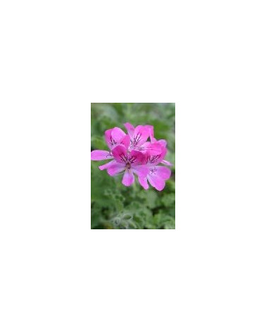 Duftgeranie Atomic Snowflake, Pelargonium Atomic Snowflake Pflanze